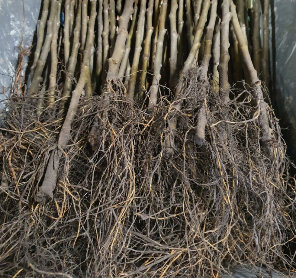 Our Rootstocks | Gradilis